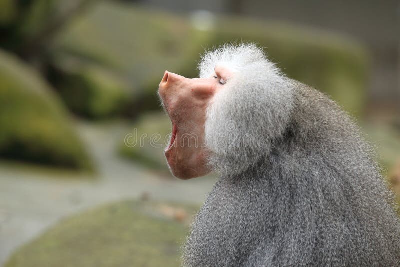 Monkey Baboon Screaming Stock Photos - Free & Royalty-Free Stock Photos ...