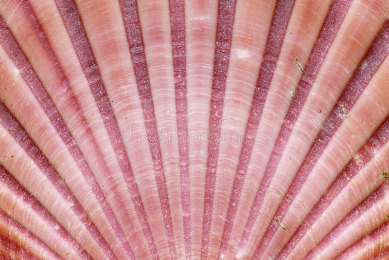 Detail of sea shell stock image. Image of background - 168176417