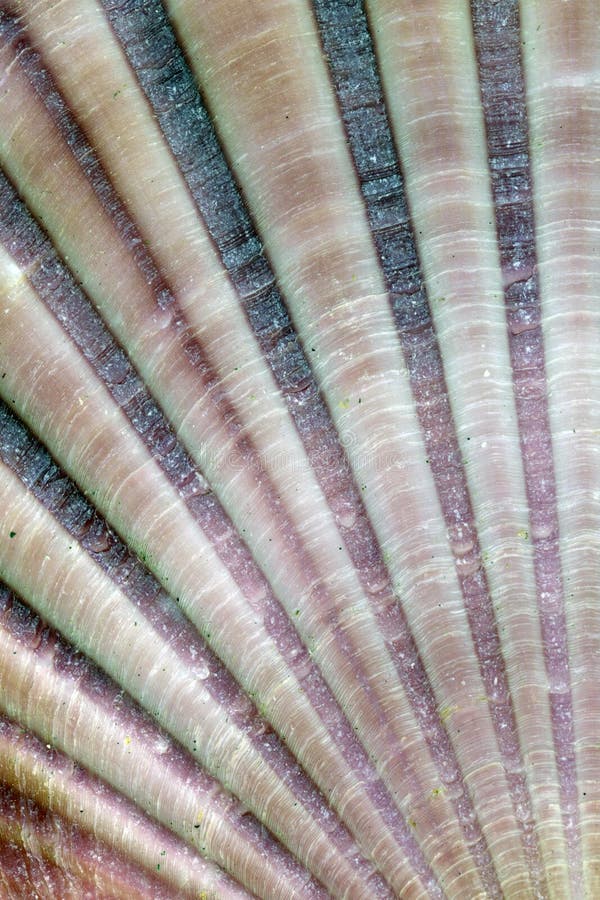 Detail of sea shell stock photo. Image of circular, pink - 168176442