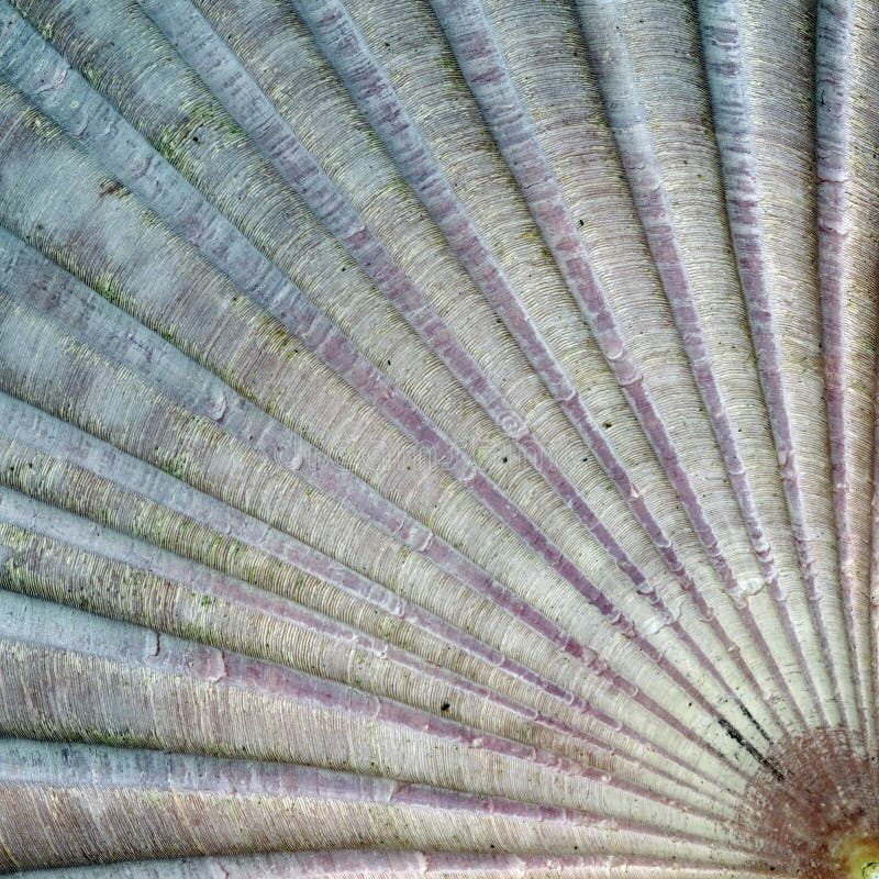 Detail of sea shell stock photo. Image of outdoors, circular - 168176436