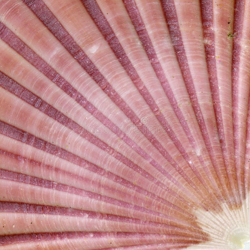Detail of sea shell stock photo. Image of circular, pink - 168176442