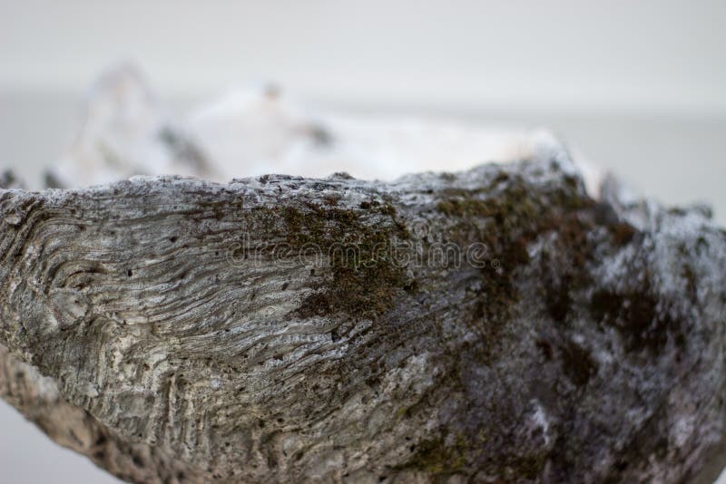 Detail of Seashell Structure Stock Photo - Image of solid, color: 249159762