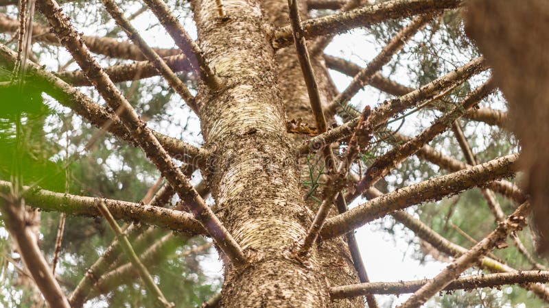 Detail of a Section of a Large Pine Tree Stock Image - Image of ...