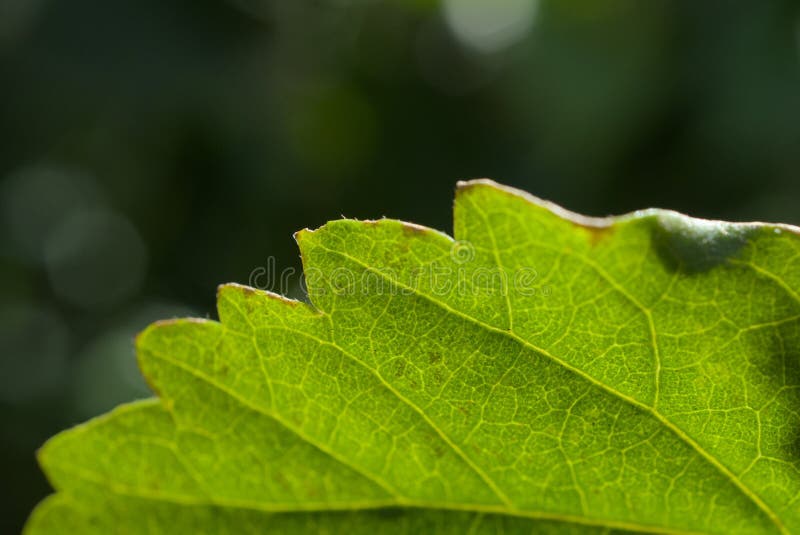 Detail of a Serrated Green Leaf Stock Photo - Image of toothed, veins ...