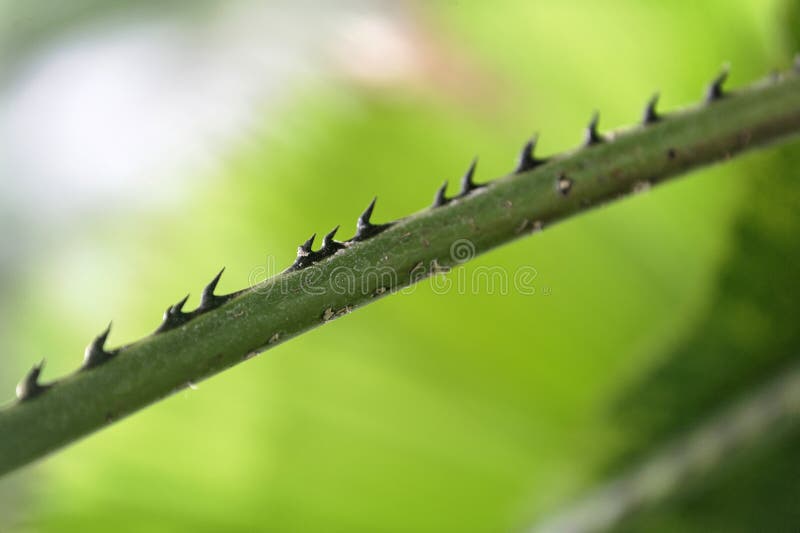 Detail Of Sharp Thorns On Trunk Of Honey Locust Tree, Also Caled Thorny ...