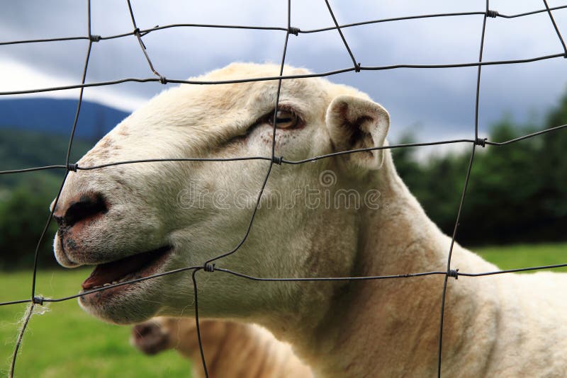 Detail of sheep head stock photo. Image of natural, eating - 48771674