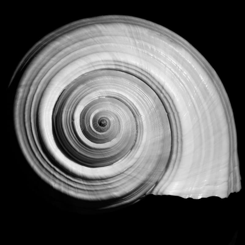 Detail of shell stock photo. Image of texture, detail - 31313028