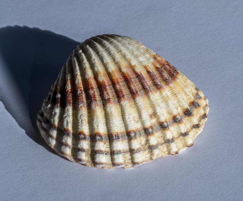 Detail of Shell Rough Cockle (Acanthocardia Tuberculata) Stock Image ...