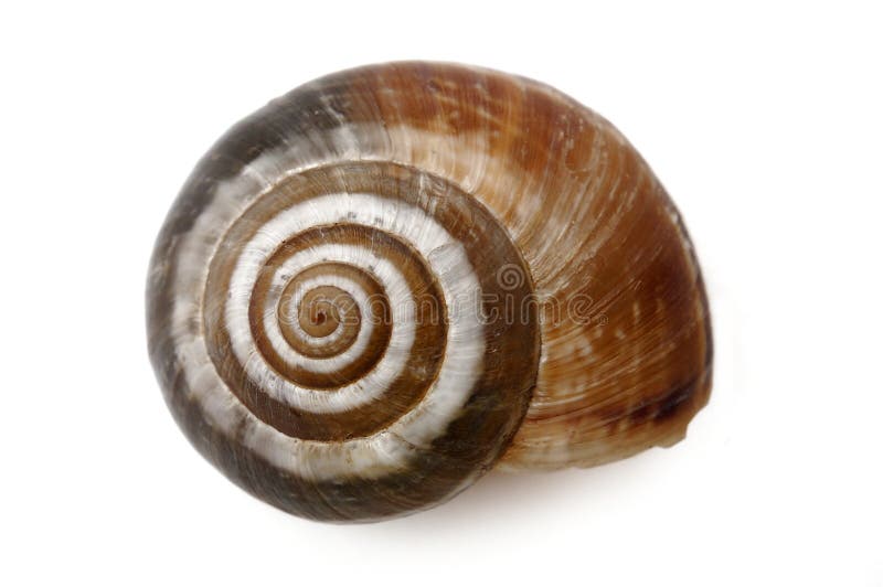 Detail of the Shell of a Snail Stock Image - Image of shot, organism ...