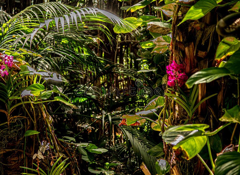 Detail Shot of a Beautiful Wild Jungle Stock Photo - Image of huge ...