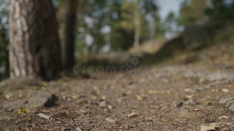 Detail shot of forest path stock photo. Image of hiking - 255207826