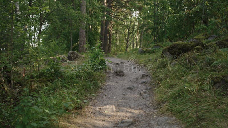 Detail shot of forest path stock photo. Image of tree - 255207894