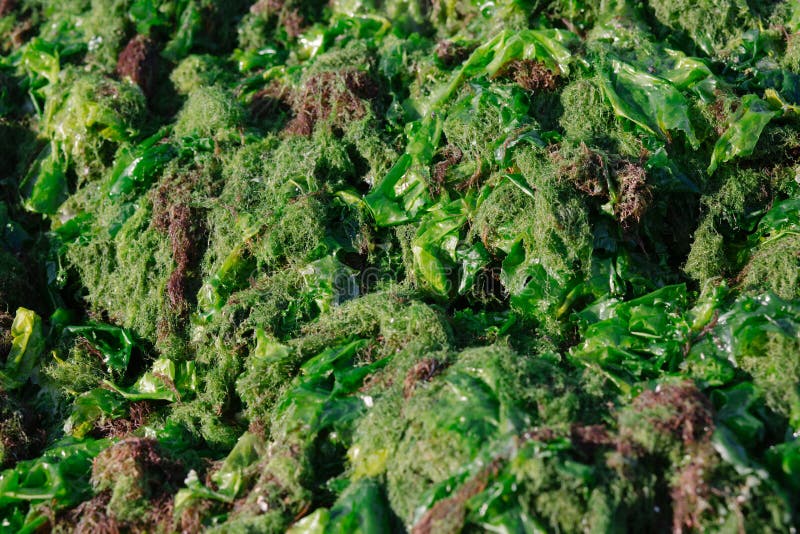 Detail Shot of Green Seaweed and Algae in the Sunlight Stock Photo ...