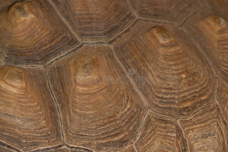 Detail Shot of a Turtle Shell Stock Photo - Image of wildlife, heavy ...