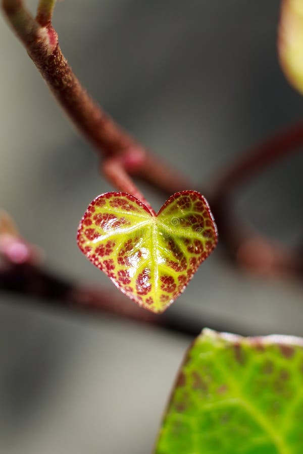 Detail Shot of a Young Heart-shaped Ivy Leaf Stock Image - Image of ...