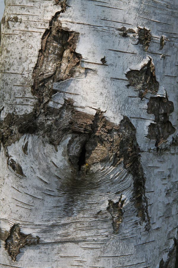 Detail of Silver Birch Tree Stock Image - Image of tree, silver: 73510235