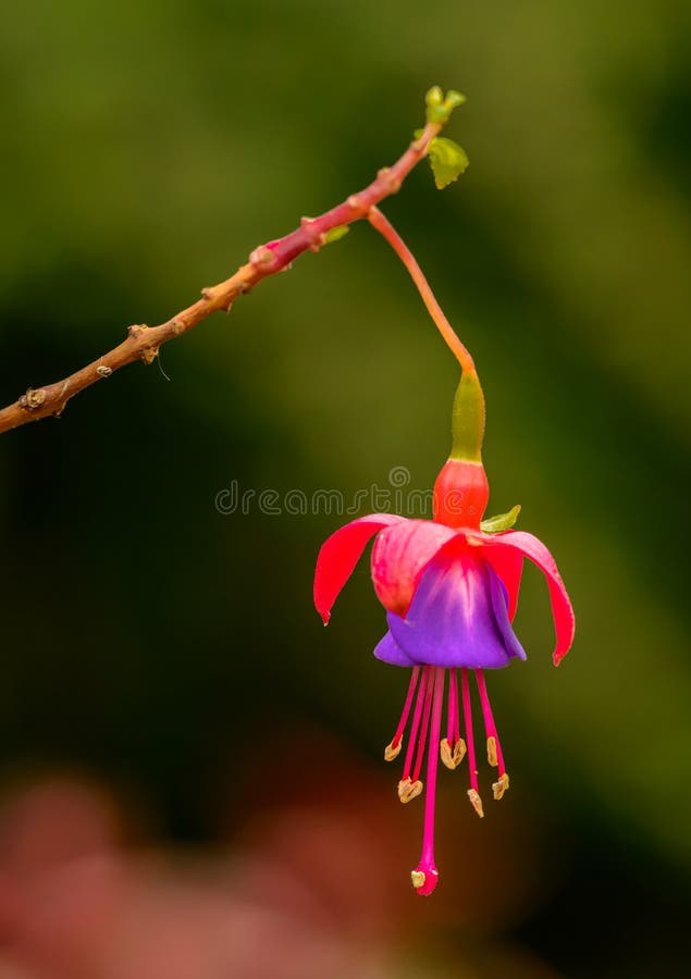 A Single Fuchsia Flower and Two Buds in a Hanging Basket Stock Photo ...