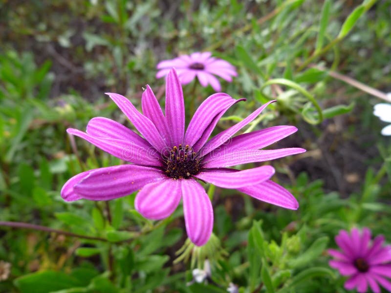Detail On The Single Golden Flower Stock Photo - Image of figure, black ...