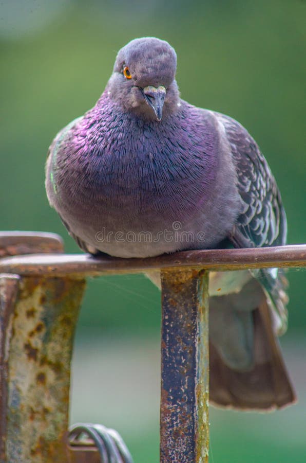 Detail of a Sitting Pigeon....IMAGE Stock Image - Image of urban ...