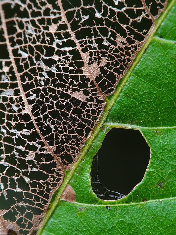 Detail Skeleton Leaf Structure Texture of Nature Leaf Stock Photo ...