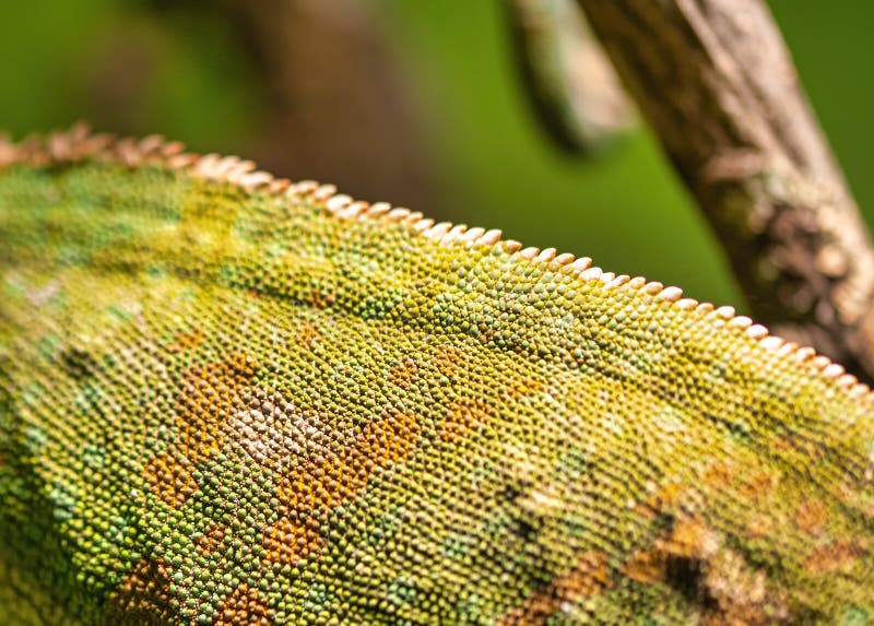 Detail of Skin Under the Microscope. Stock Photo - Image of pathology ...