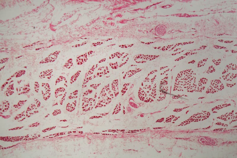 Detail of Skin Under the Microscope. Stock Photo - Image of nature ...