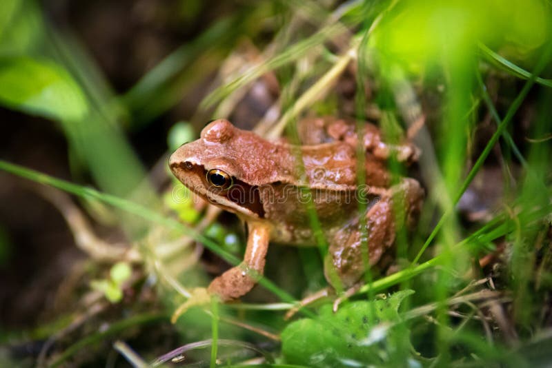 Detail of small frog stock photo. Image of natural, frog - 259438790