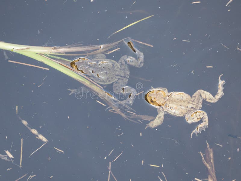 Small frog in the nature stock photo. Image of branch - 186470906