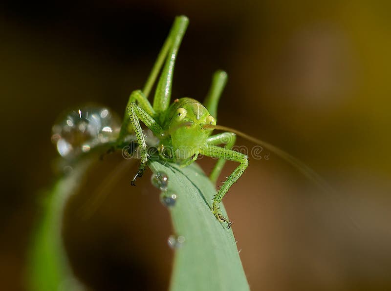 Grasshopper Looking at Camera Stock Image - Image of drop, camera ...