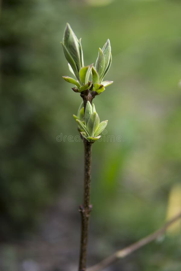 Detail of small leaves stock photo. Image of branch - 183676364