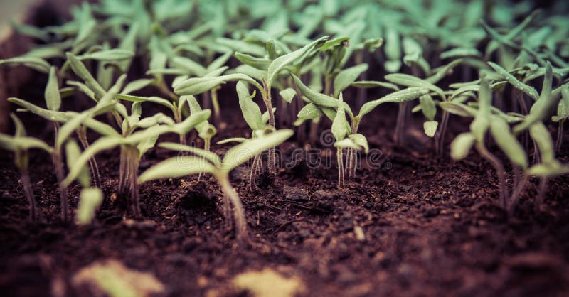 Detail of small seedlings stock image. Image of closeup - 146578087