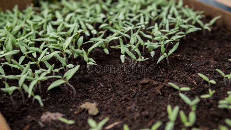 Detail of small seedlings stock photo. Image of botany - 146578098