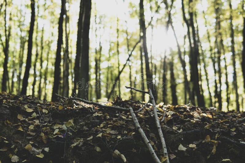 Detail of Small Sticks Growing on a Ground in a Forest during Fall ...