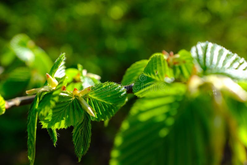 Detail of a Small Tree Branch Stock Illustration - Illustration of ...