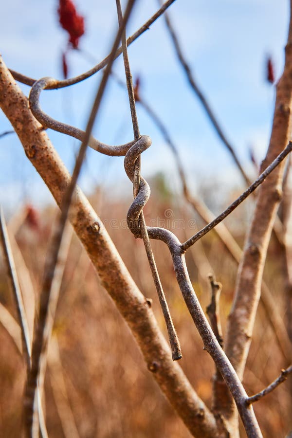 Detail of Small Tree Branch Growing Twisted Around Another in Forest ...