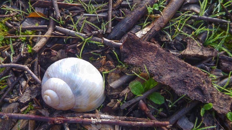 Detail of a Small White Snail Shell Stock Image - Image of cracked ...