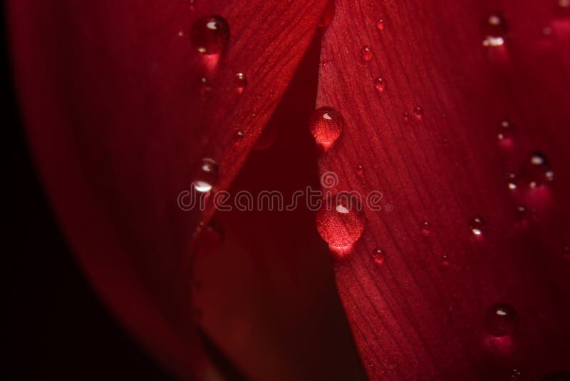 Rain drops on red flower stock photo. Image of abstract - 114855032