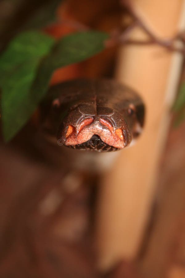 Detail of a snake stock image. Image of danger, snake - 1746281
