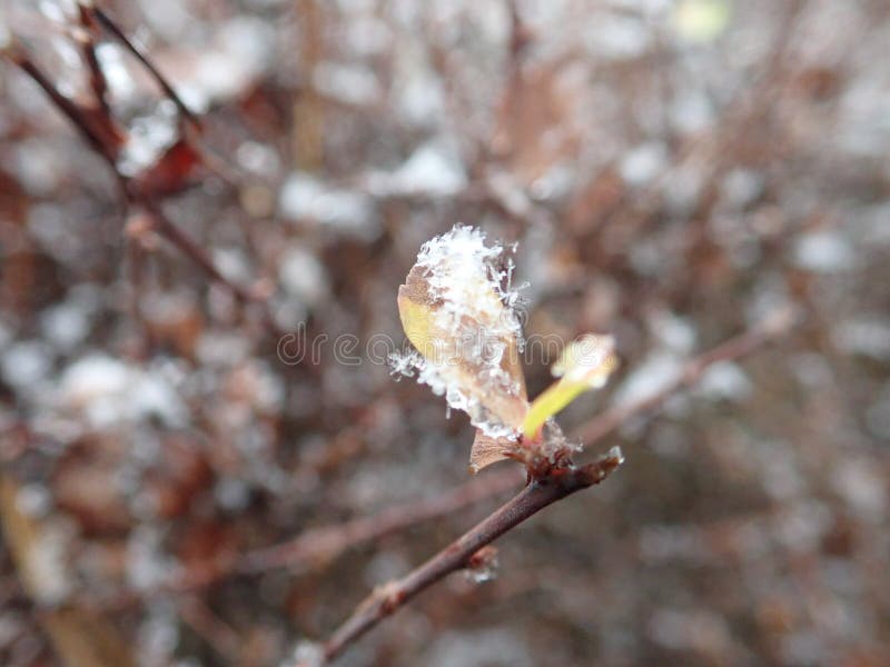 Snow Flakes on a Tree Branch Stock Photo - Image of christmas, foliage ...