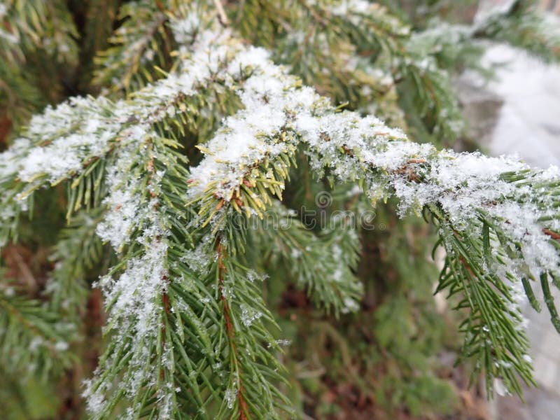 Snow Flakes on a Tree Branch Stock Image - Image of outdoors, branch ...
