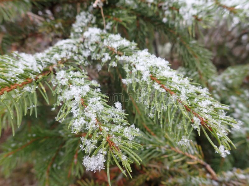 Snow Flakes on a Tree Branch Stock Photo - Image of evergreen, january ...