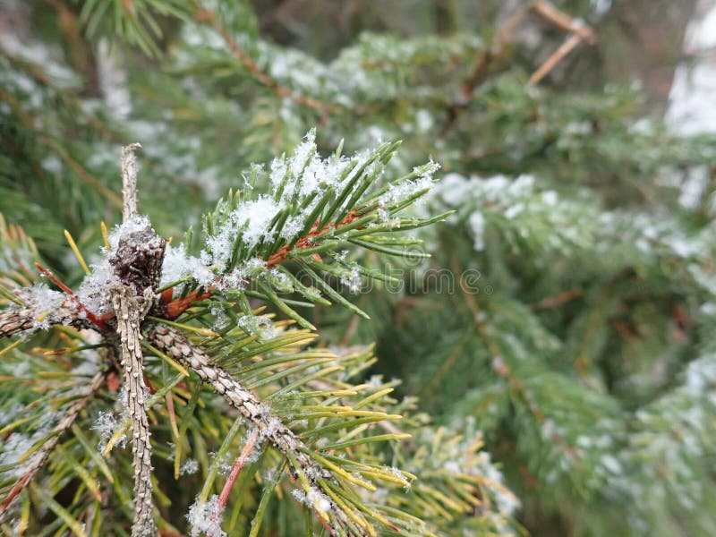 Snow Flakes on a Tree Branch Stock Image - Image of detail, macro ...