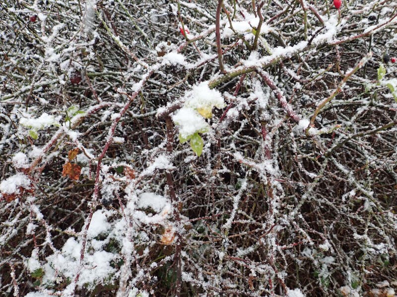 Snow Flakes on a Tree Branch Stock Photo - Image of deciduous, needle ...