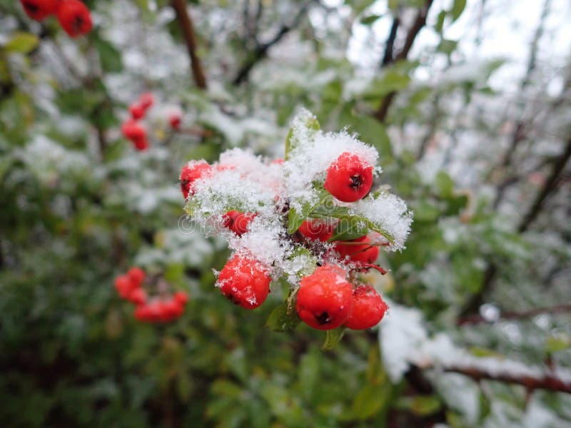 Snow Flakes on a Tree Branch Stock Image - Image of fresh, deciduous ...