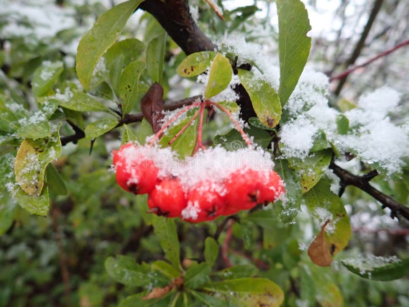 Snow Flakes on a Tree Branch Stock Image - Image of beautiful ...