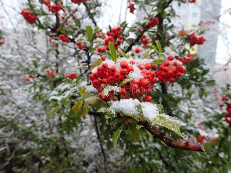Snow Flakes on a Tree Branch Stock Photo - Image of golden, copyspace ...