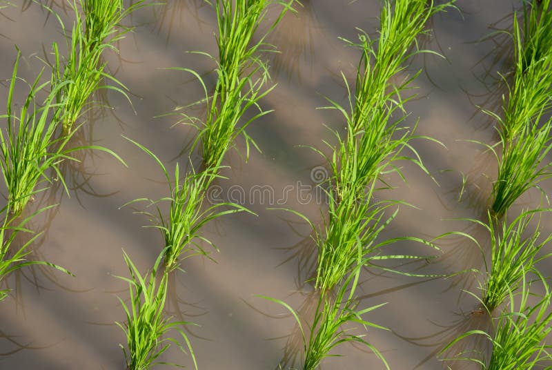 Detail of Soaked Rice Plants Stock Image - Image of east, indonesian ...