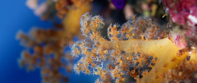 Detail of a soft coral stock image. Image of dendronephthya - 112551991