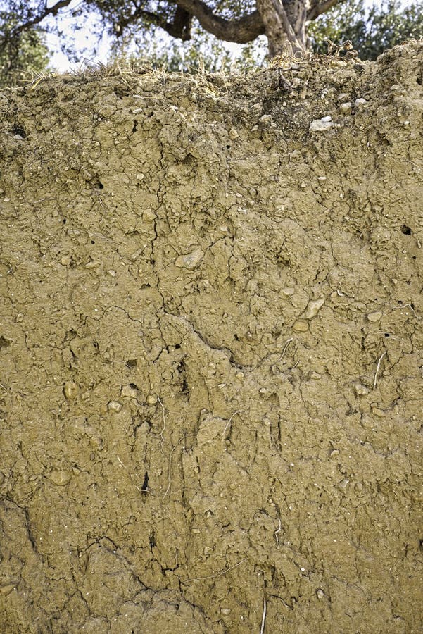 Detail of Soil Under Olive Trees Plantation in Greece Stock Photo ...