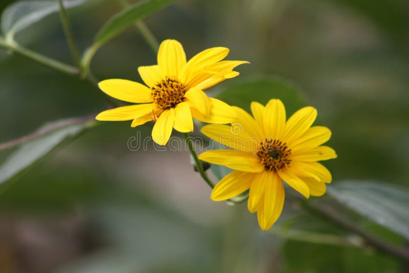 Detail of Some Yellow Spring Flowers Stock Image - Image of bloom ...